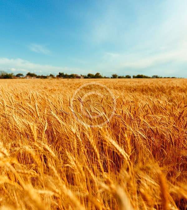 Ancorme - Associação Nacional de Criadores de Ovinos Merino