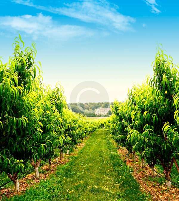 Ancorme - Associação Nacional de Criadores de Ovinos Merino