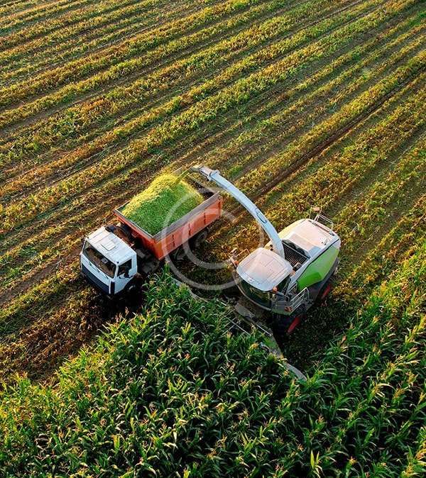 Ancorme - Associação Nacional de Criadores de Ovinos Merino