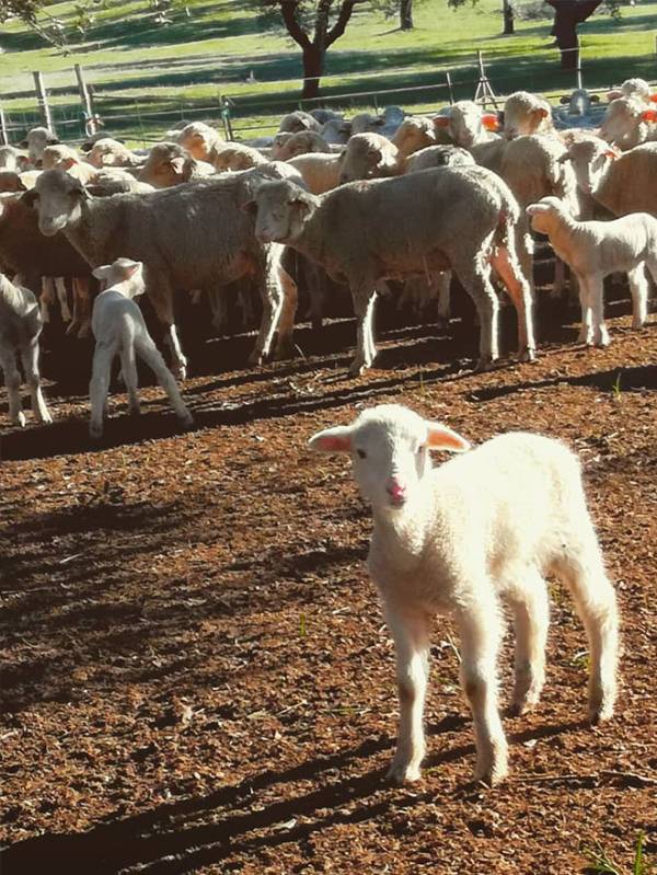 Raça Ovino Merino Branco - ANCORME