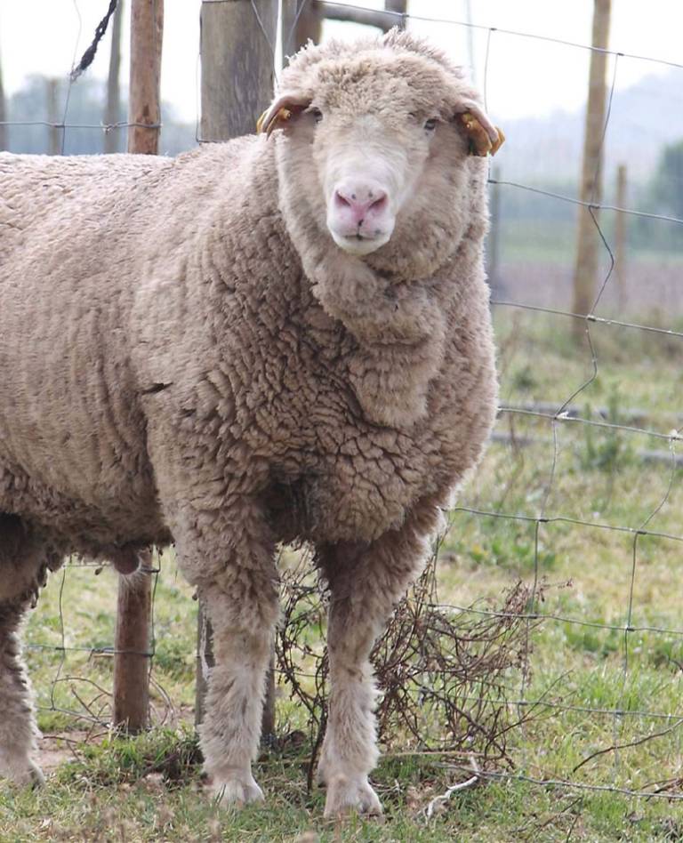 Raça Ovino Merino Branco - ANCORME