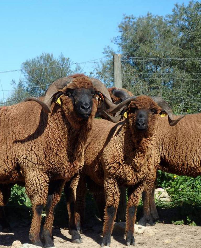 Raça Ovina Merino Preto - Ancorme